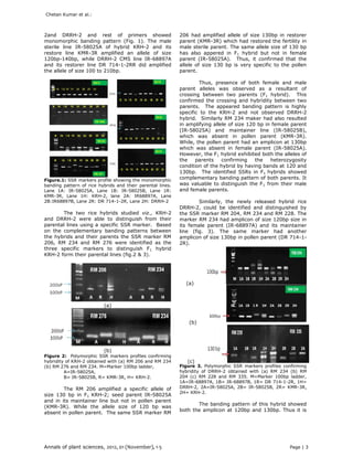 22. utilization of ssr markers for seed purity testing in popular rice ...