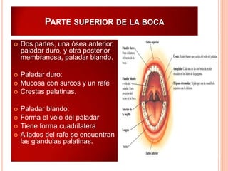 22. Expliracion de Boca y faringe (16-Oct-2013 al 17-Oct-2013) | PPT
