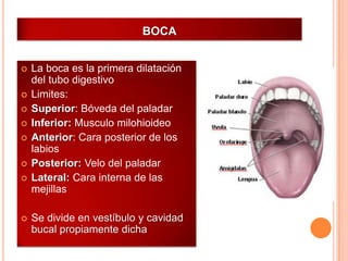 22. Expliracion de Boca y faringe (16-Oct-2013 al 17-Oct-2013) | PPTX