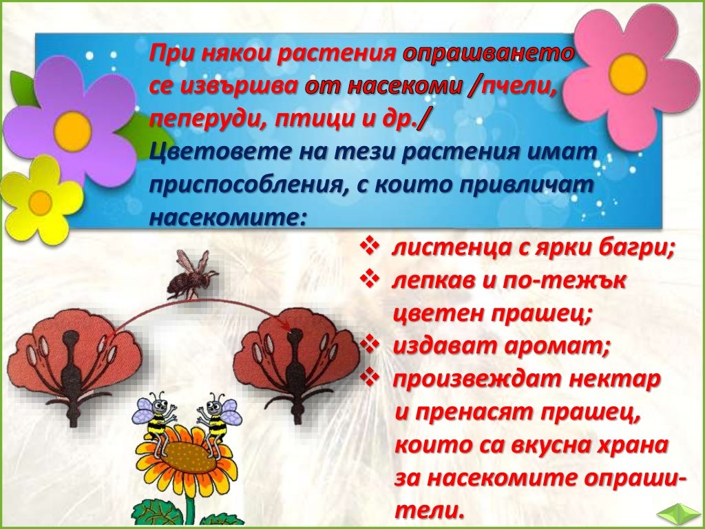 22 Размножаване на растенията ЧП 4 клас Булвест