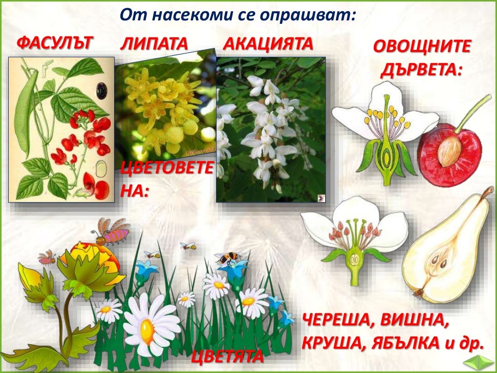 22 Размножаване на растенията ЧП 4 клас Булвест