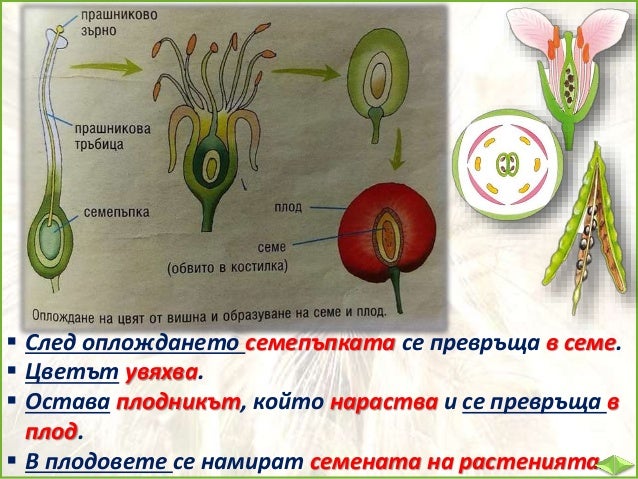 22 Размножаване на растенията ЧП 4 клас Булвест