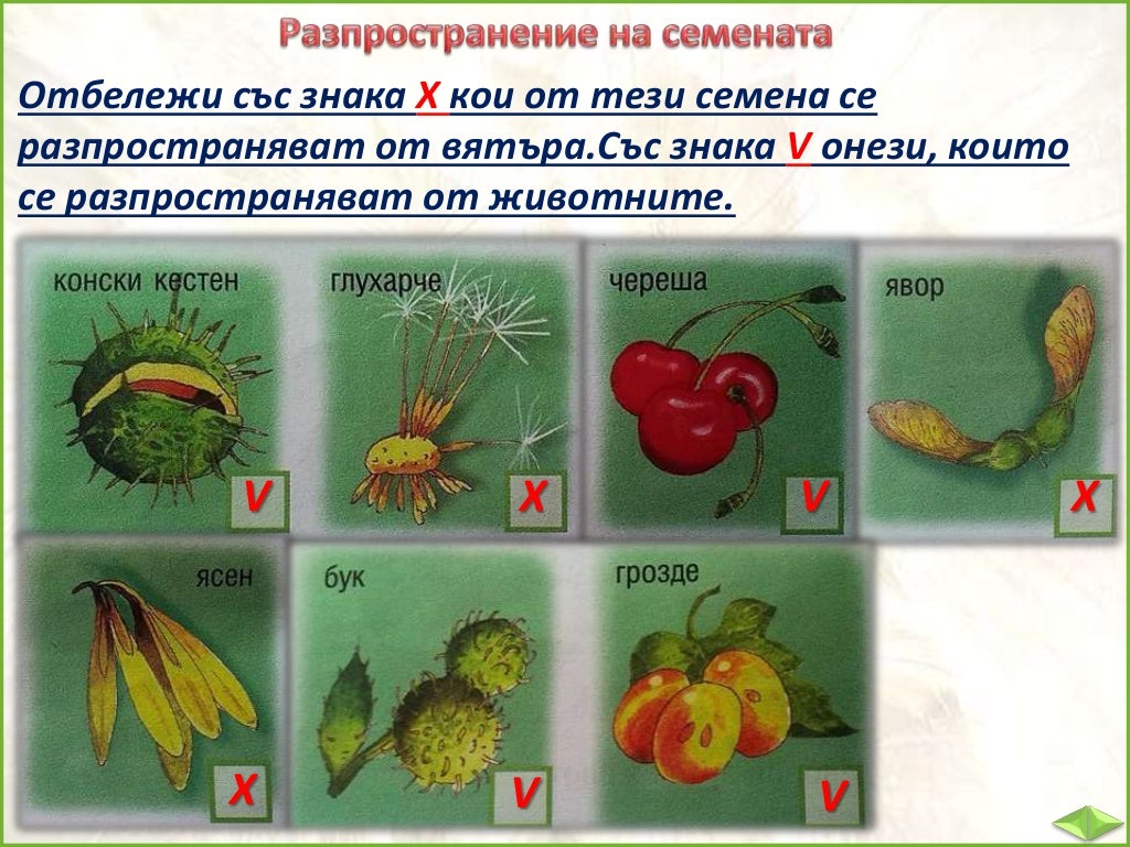 22 Размножаване на растенията ЧП 4 клас Булвест