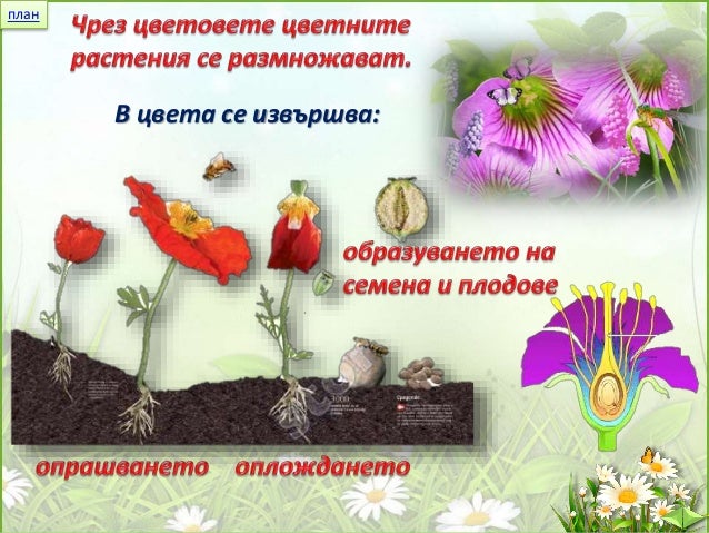 22 Размножаване на растенията ЧП 4 клас Булвест