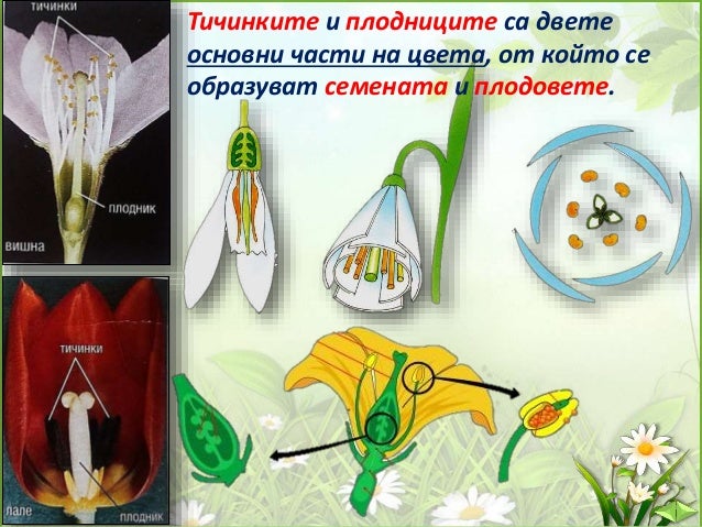 22 Размножаване на растенията ЧП 4 клас Булвест