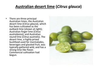 22.lime varities in the world By Allah Dad Khan | PPTX | Gardening ...