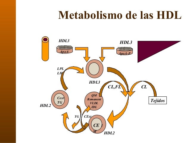 22. lipoproteinas y colesterol