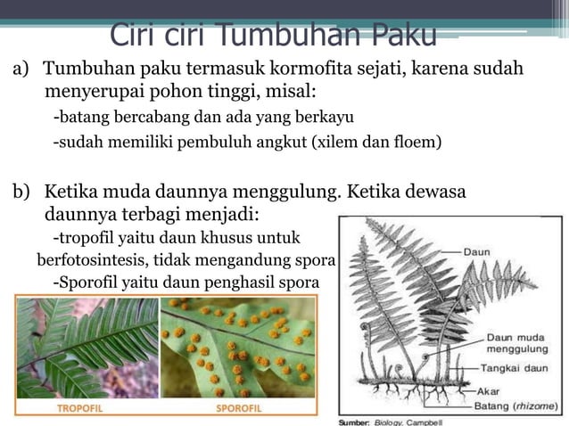 Tumbuhan Paku | PPT
