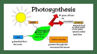 2.2 Cellular Respiration and Photosynthesis | PPTX
