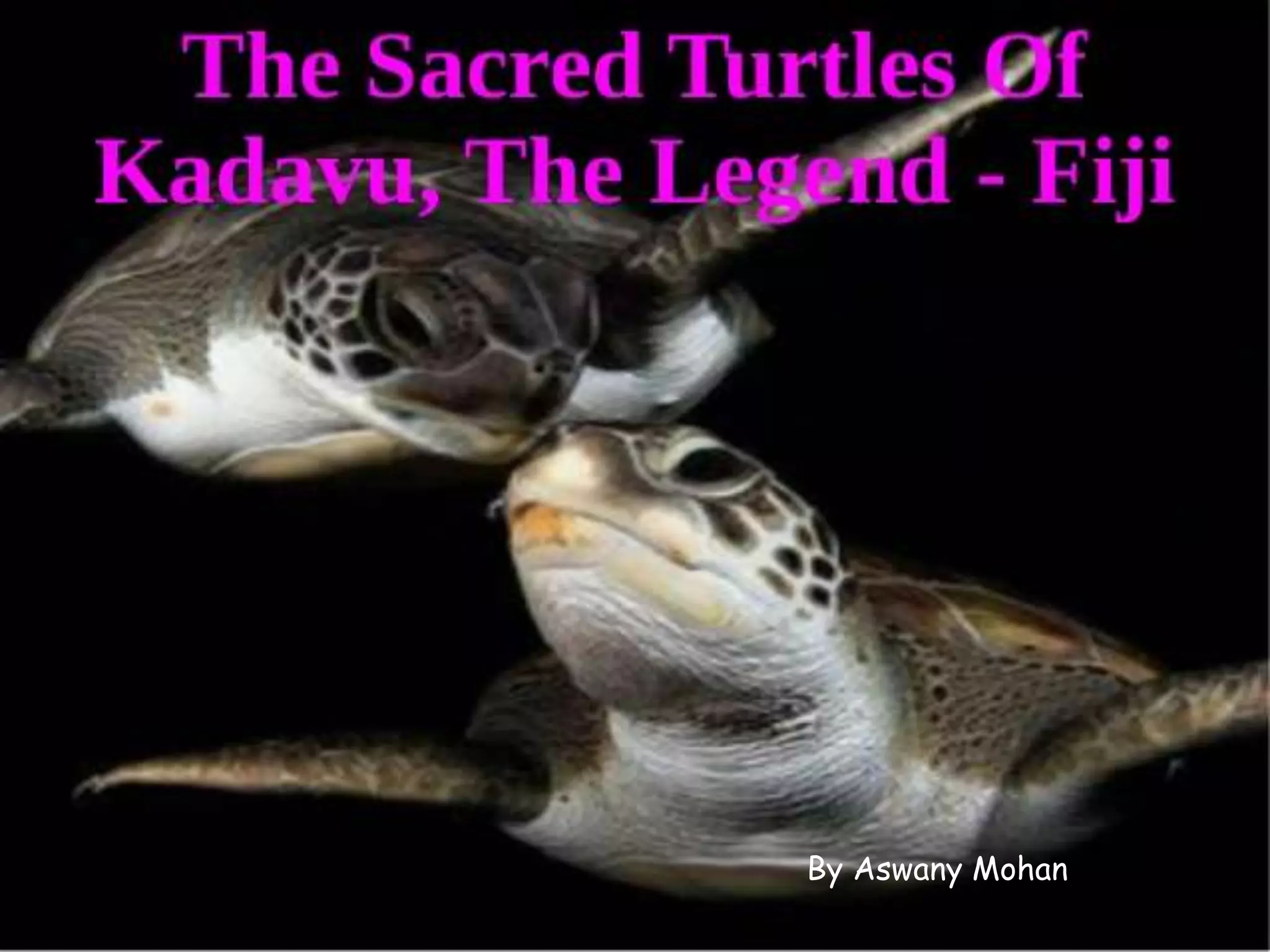 The Sacred Turtles of Kadavu | PPTX