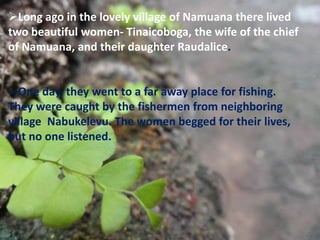 The Sacred Turtles of Kadavu | PPTX
