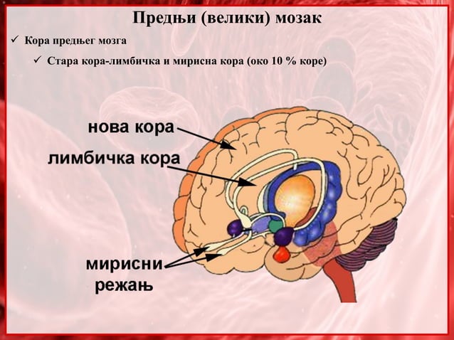22. Prednji mozak | PPT