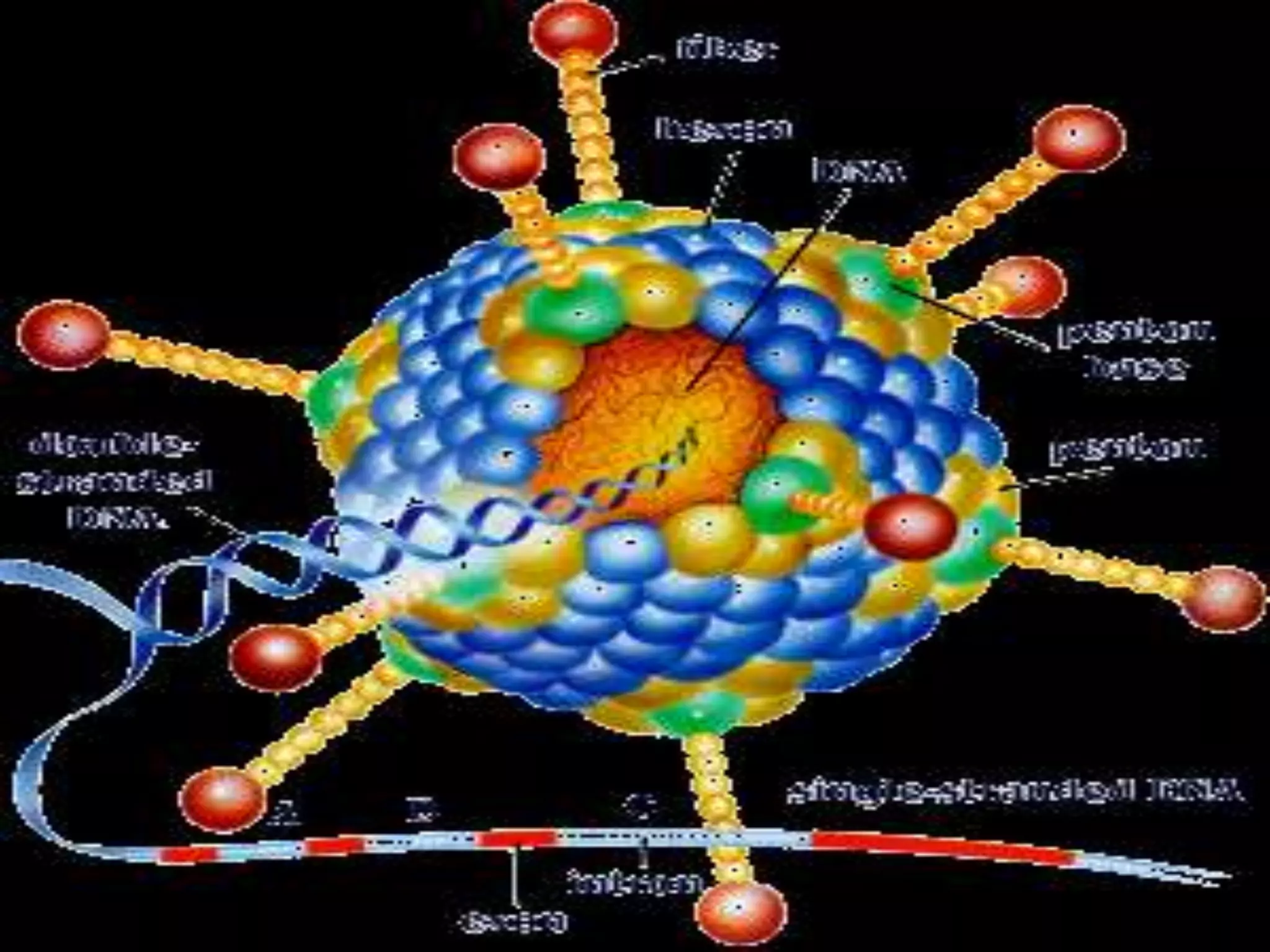 22. adeno virus and hepatitis | PPTX