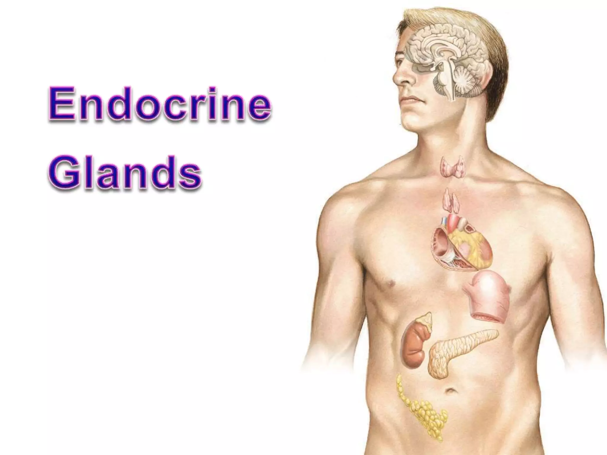 Histology of endocrine glands | PPTX