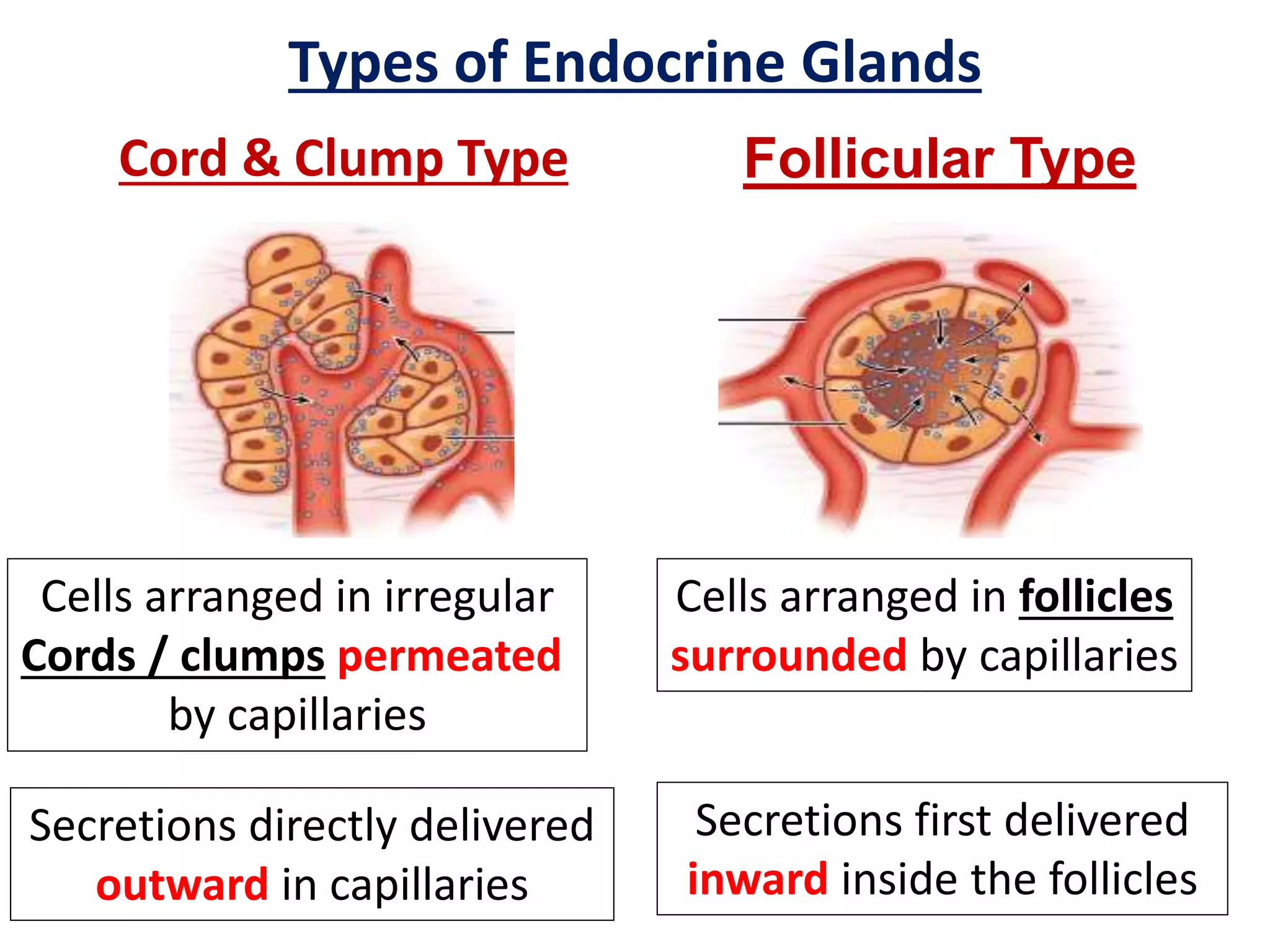 Histology of endocrine glands | PPTX
