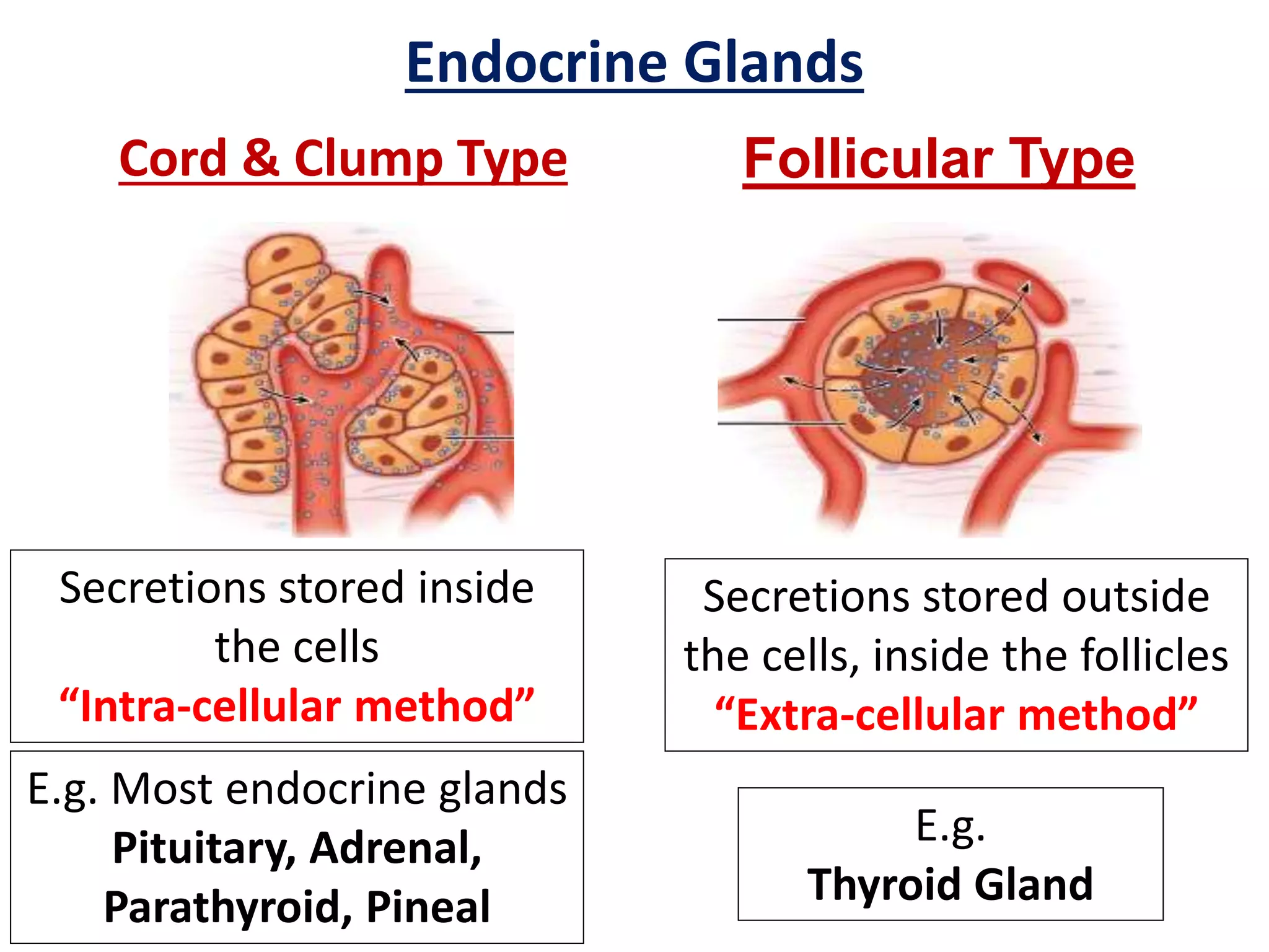 Histology of endocrine glands | PPTX