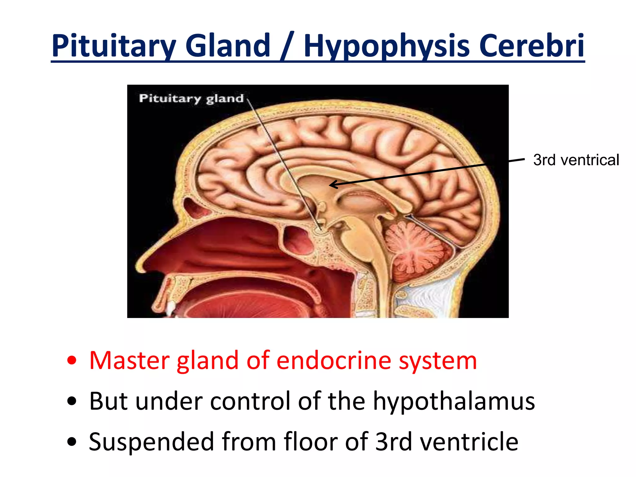 Histology of endocrine glands | PPTX