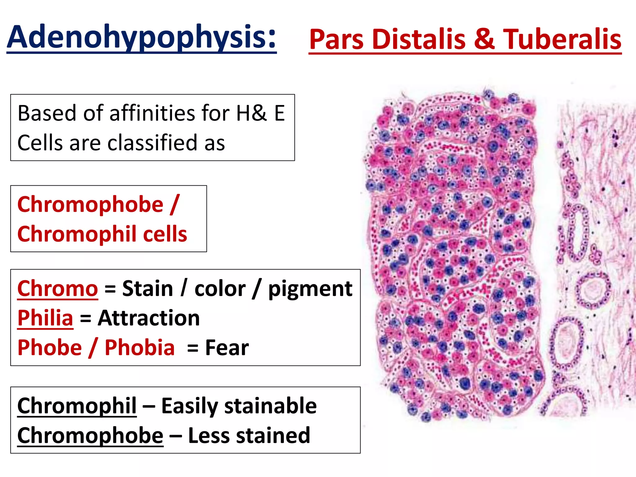 Histology of endocrine glands | PPTX
