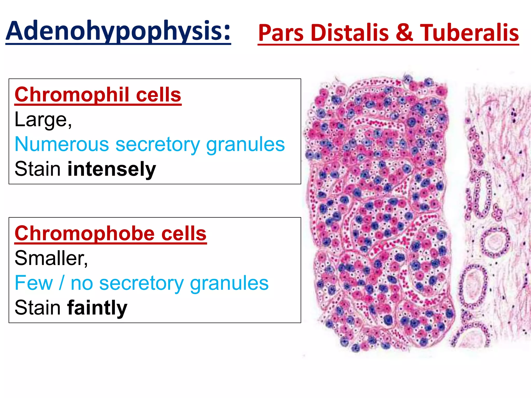 Histology of endocrine glands | PPTX