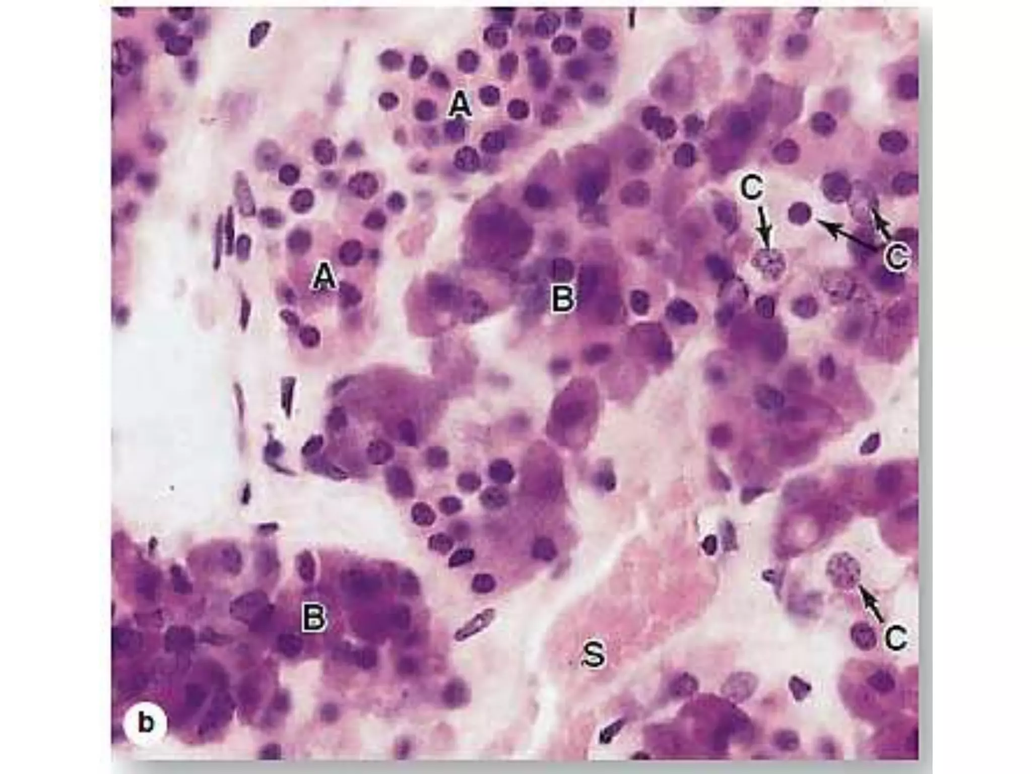 Histology of endocrine glands | PPTX