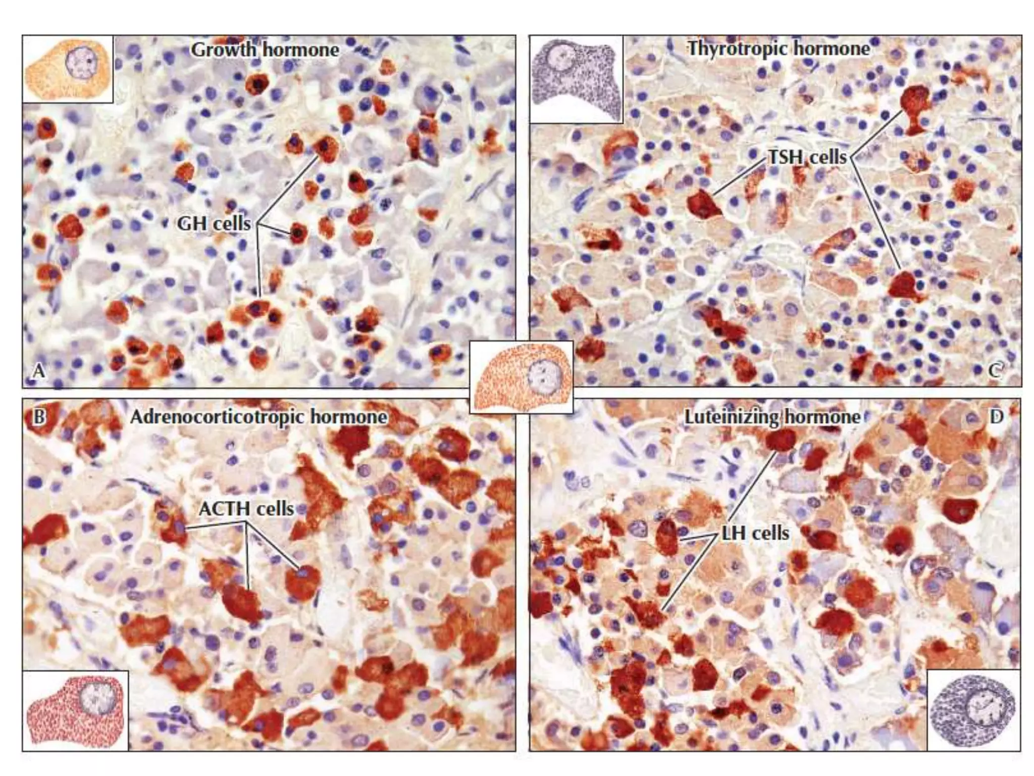 Histology of endocrine glands | PPTX