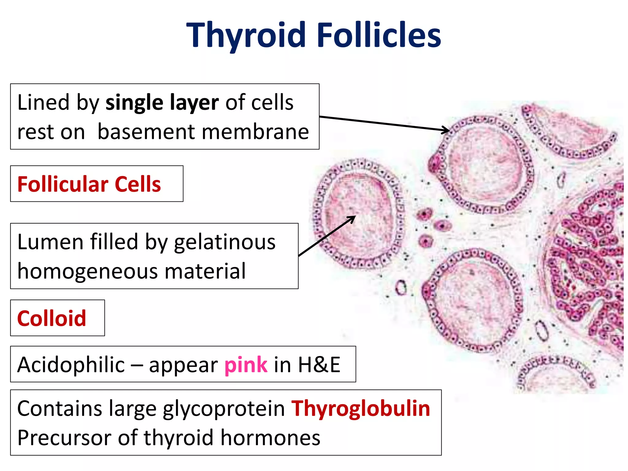 Histology of endocrine glands | PPTX