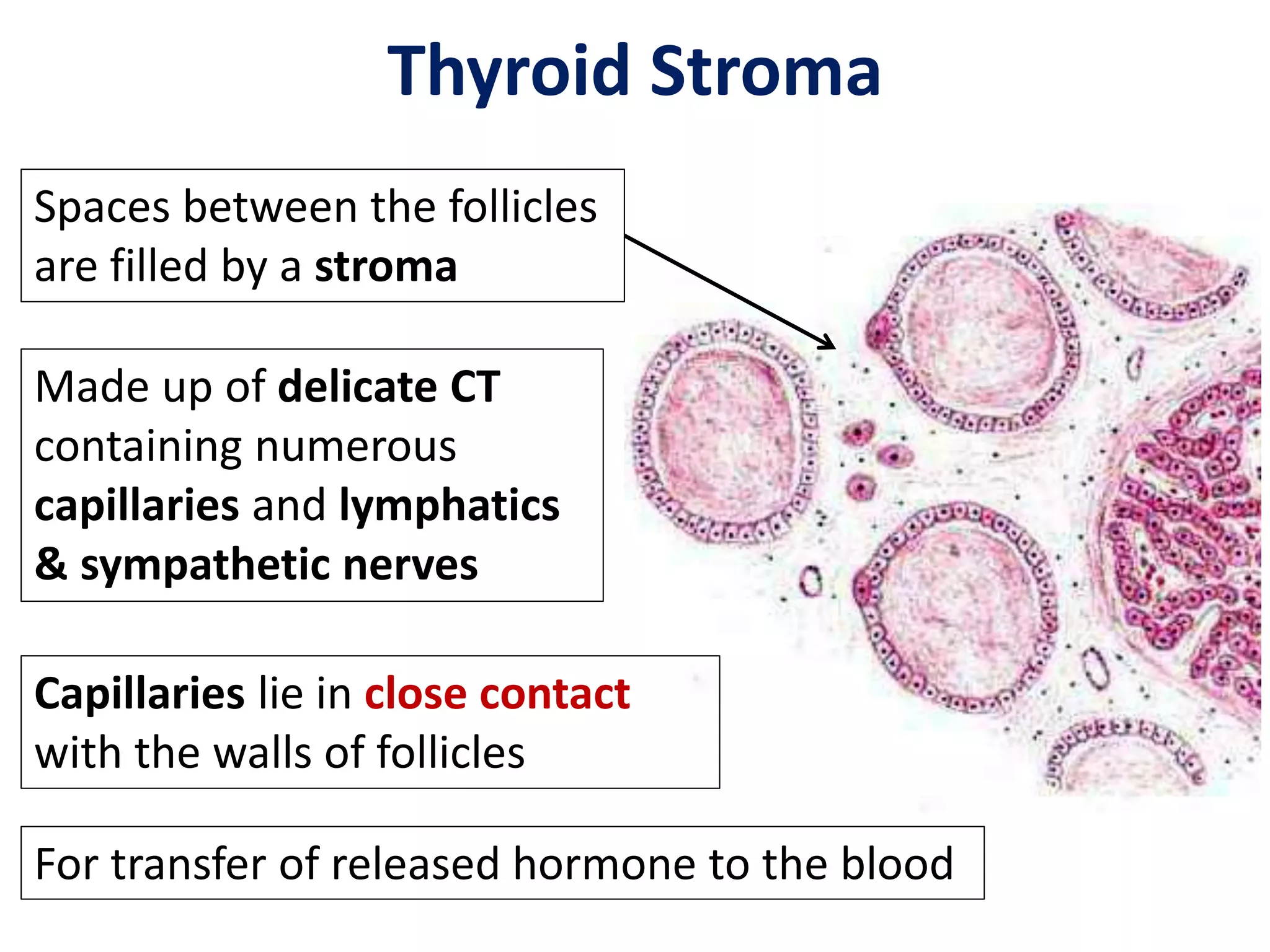 Histology of endocrine glands | PPTX