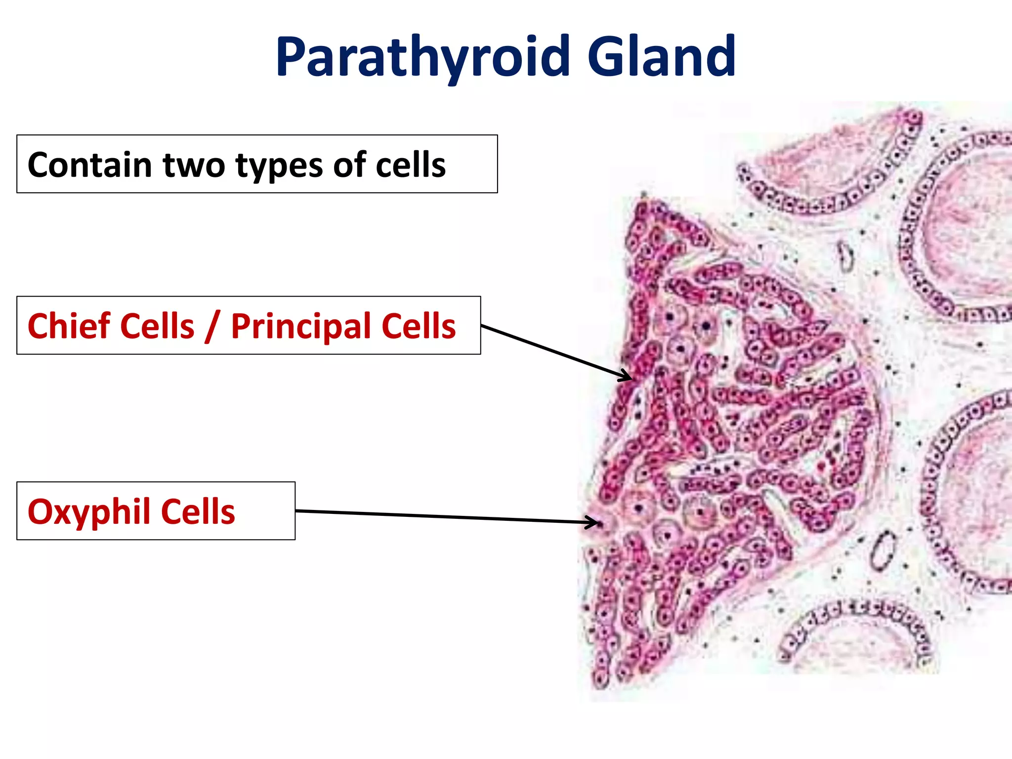 Histology of endocrine glands | PPTX