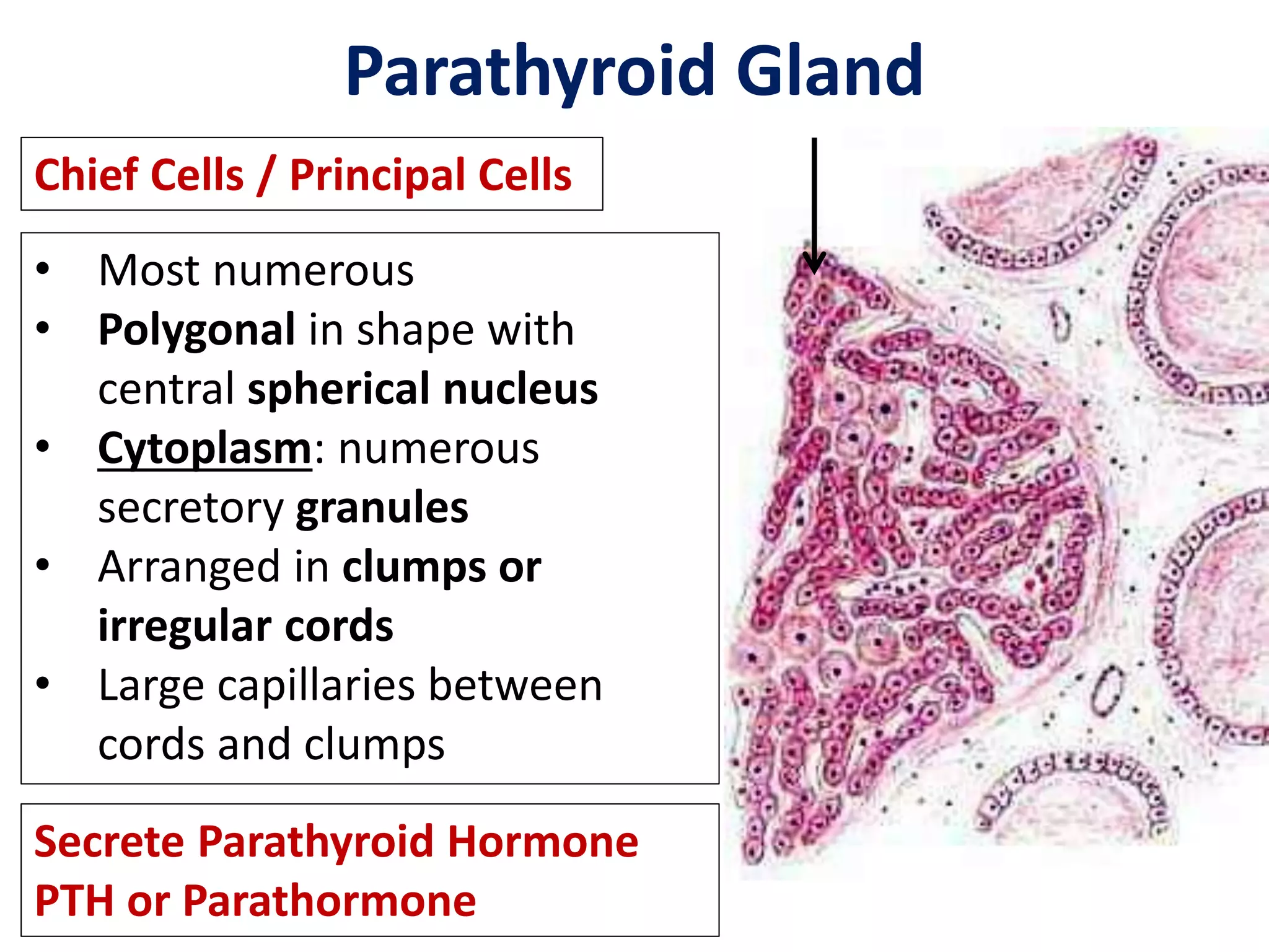Histology of endocrine glands | PPTX