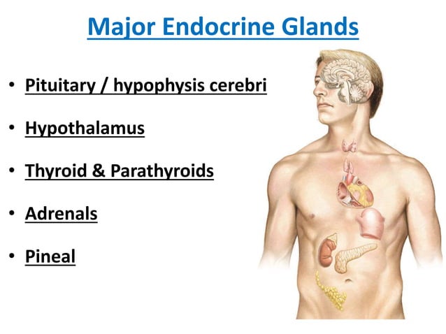 Histology of endocrine glands | PPTX