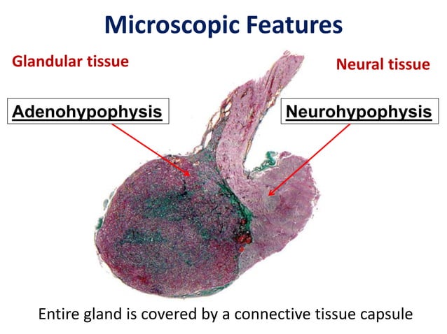 Histology of endocrine glands | PPTX