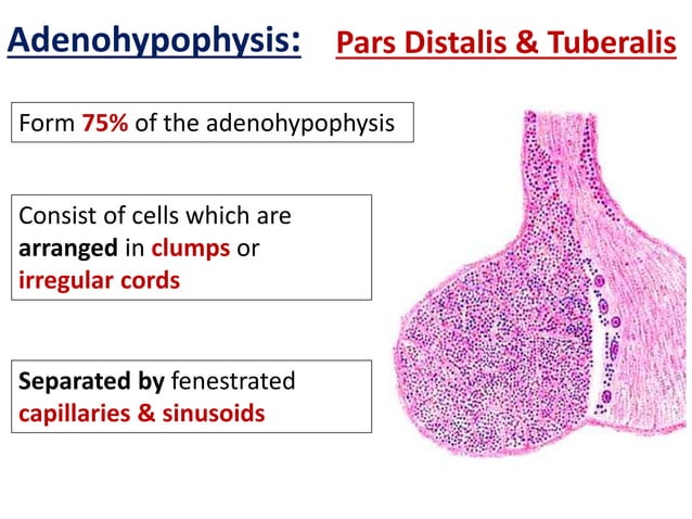 Histology of endocrine glands | PPTX