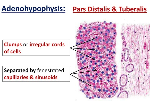 Histology of endocrine glands | PPTX