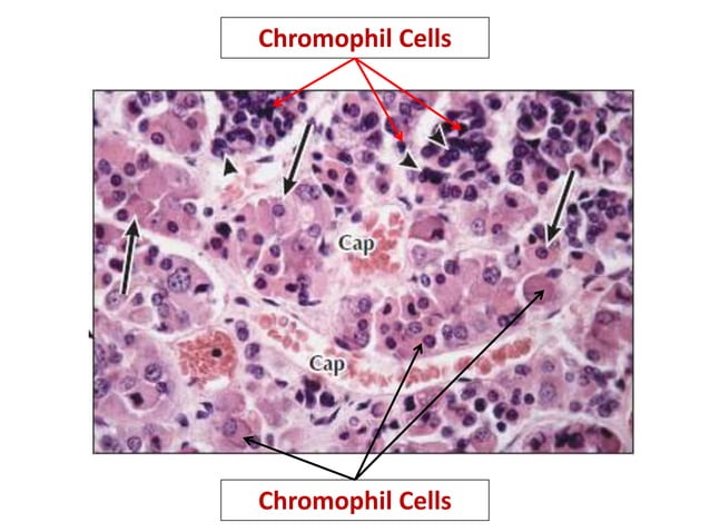 Histology of endocrine glands | PPTX