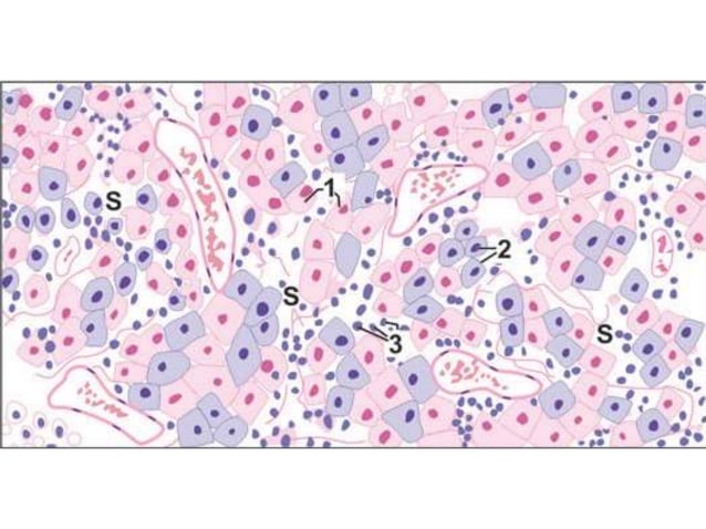 Histology of endocrine glands | PPTX