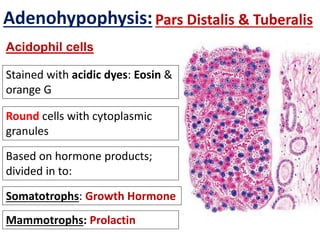 Histology of endocrine glands | PPTX
