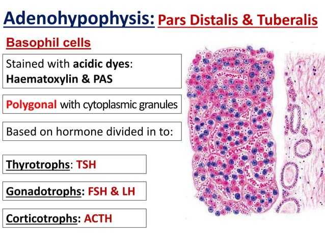 Histology of endocrine glands | PPTX
