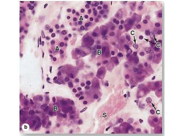 Histology of endocrine glands | PPTX