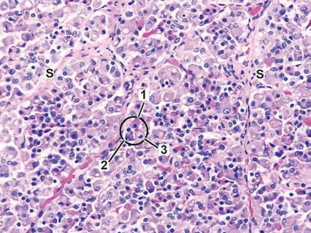 Histology of endocrine glands | PPTX