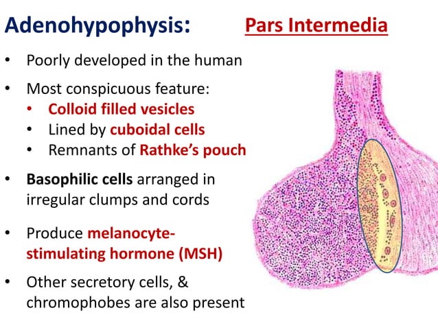 Histology of endocrine glands | PPTX