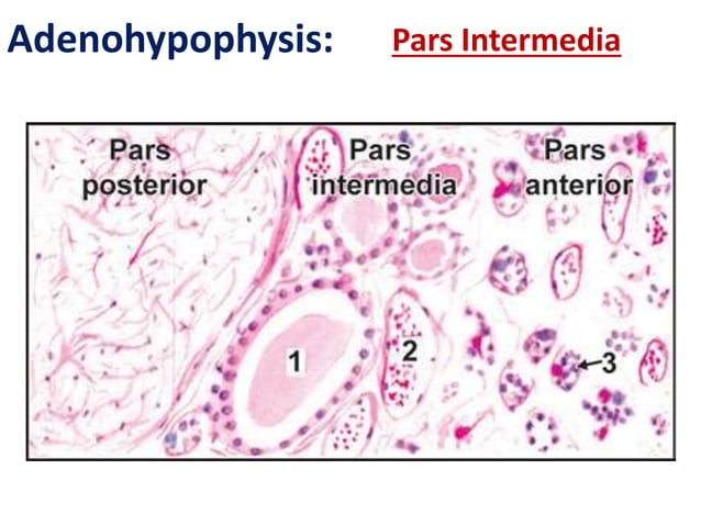 Histology of endocrine glands | PPTX