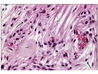 Histology of endocrine glands | PPTX