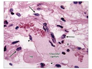 Histology of endocrine glands | PPTX
