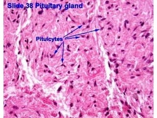 Histology of endocrine glands | PPTX