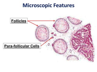 Histology of endocrine glands | PPTX