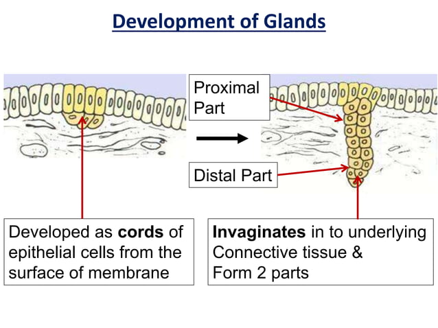 Histology of endocrine glands | PPT