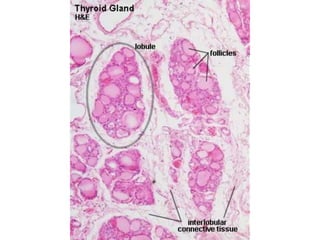 Histology of endocrine glands | PPTX