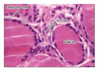 Histology of endocrine glands | PPTX