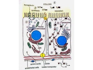 Histology of endocrine glands | PPTX