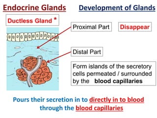 Histology of endocrine glands | PPTX
